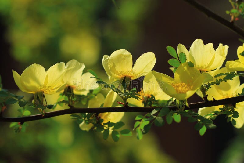 Wild Yellow Rose Flowers in Spring Stock Image - Image of natural ...