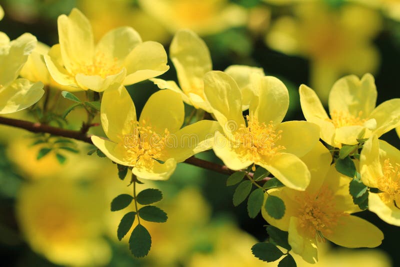 Wild Yellow Rose Flowers in Spring Stock Photo - Image of little ...
