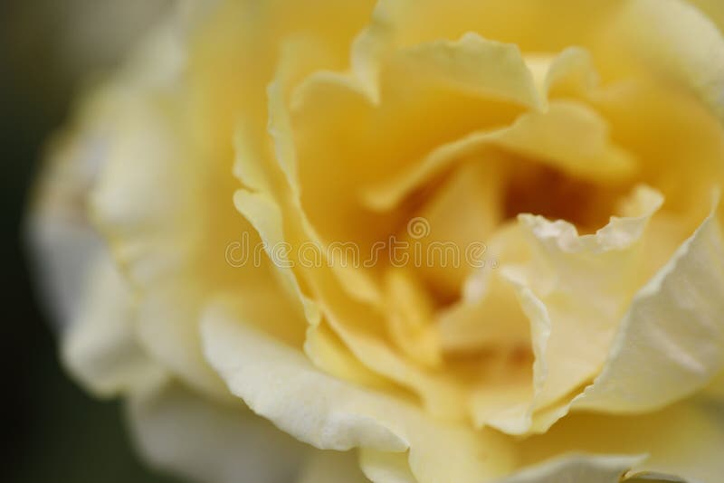 Wild Yellow Rose stock image. Image of summer, flora - 229774081