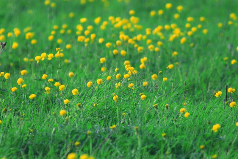 Wild yellow spring flowers stock photo. Image of light - 60012292