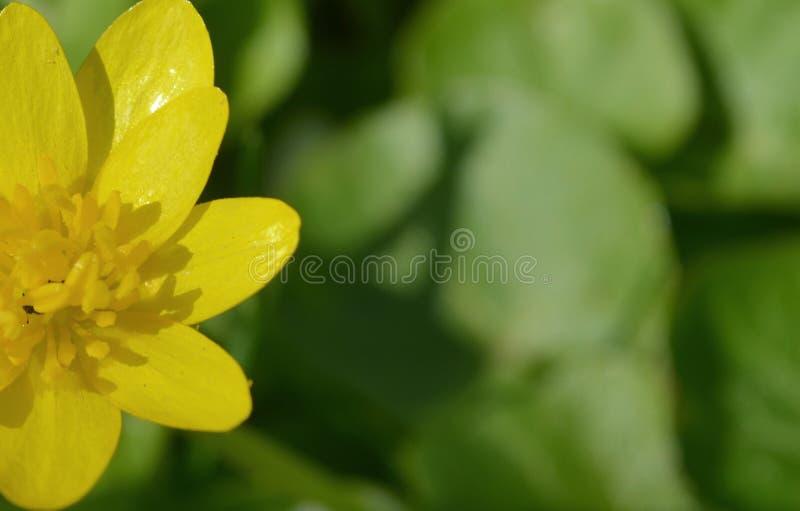 Wild yellow spring flowers stock image. Image of celandine - 114478589