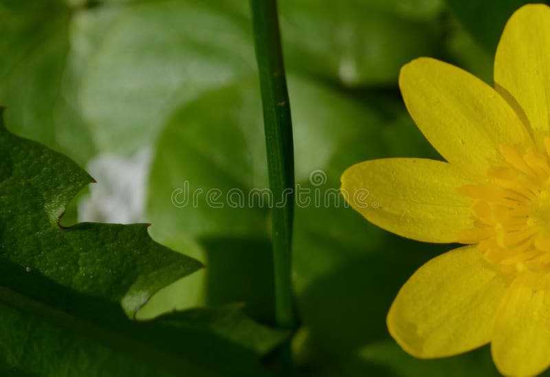 Wild yellow spring flowers stock photo. Image of bunch - 114478478