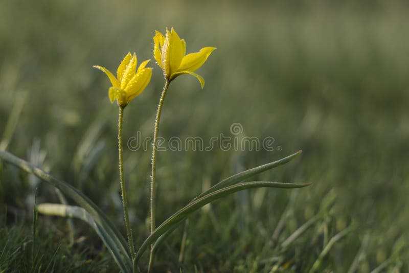Wild Yellow Tulips are Beautiful Spring Flowers Stock Image - Image of ...