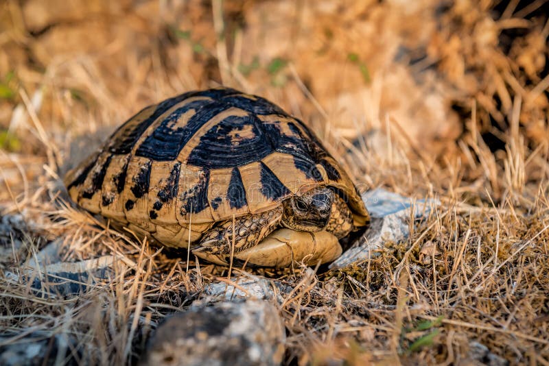 Wild Turtle Resting on the Grass Stock Image - Image of nature, slow ...