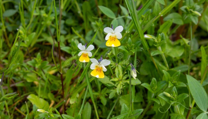 Wild Yellow Violet.Wild Flowers in the Green Grass Stock Photo - Image ...