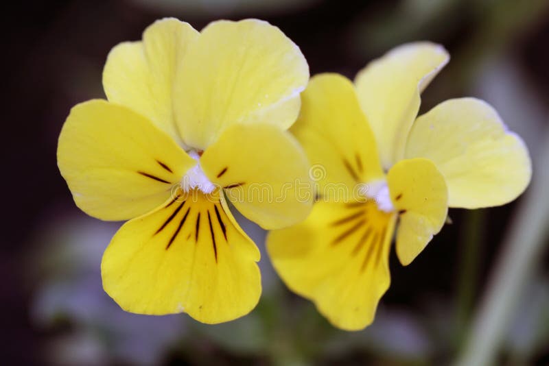 Yellow violets stock image. Image of closeup, wall, blossom - 93785325