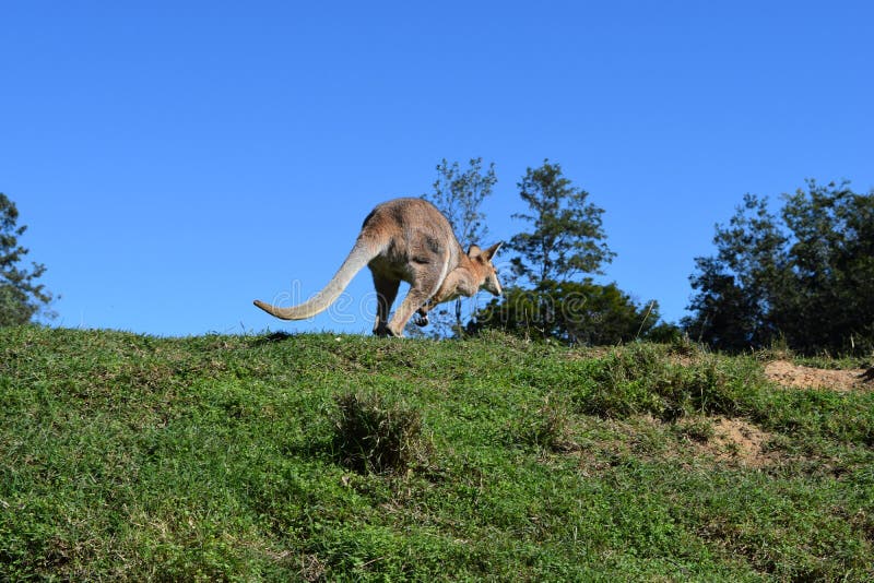 Wild Young Cute Red Kangaroo Stock Photo - Image of grassland, outback ...