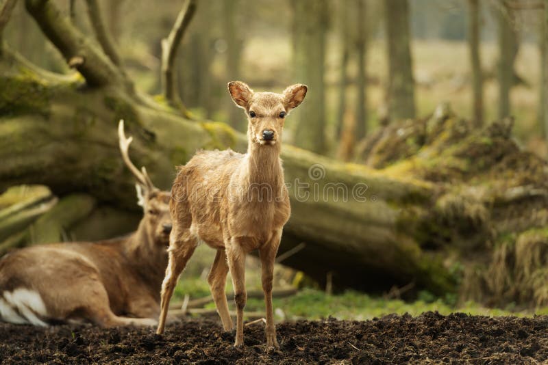 Wild Young Deer in the Spring Sunny Forest, Denmark Stock Image - Image ...