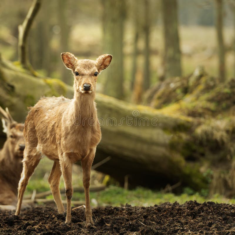 Wild Young Deer in the Spring Sunny Forest, Denmark Stock Photo - Image ...