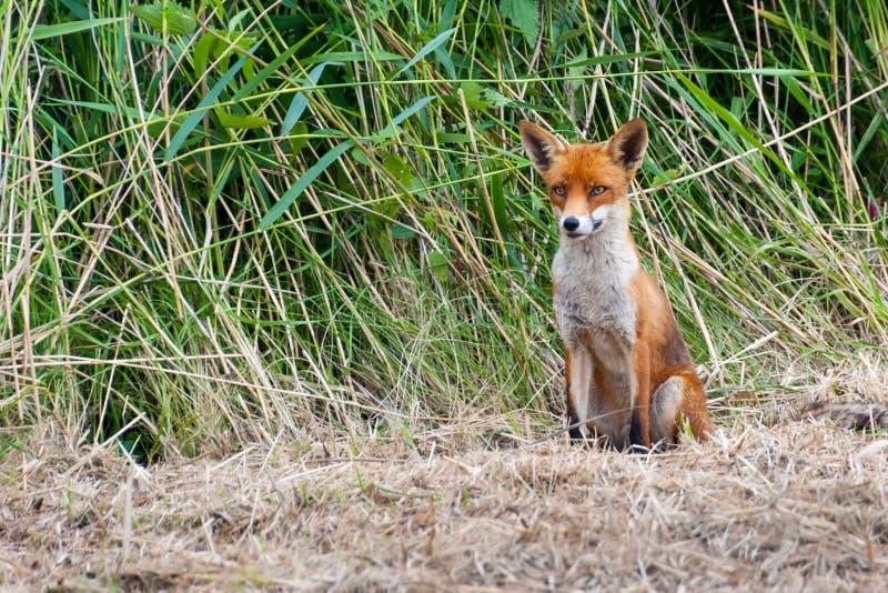 Wild Young Fox in Tall Grass Stock Image - Image of forest, alert: 28646663