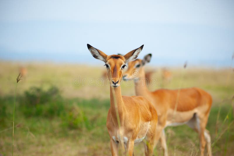 Wild impala in the bush stock photo. Image of eating - 185434546