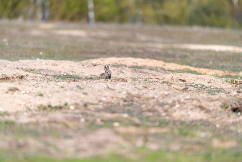 A wild young rabbit stock image. Image of brown, cuniculus - 149555031