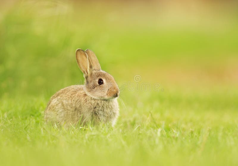 Wild Young Rabbit Sitting in the Meadow Stock Photo - Image of meadow ...