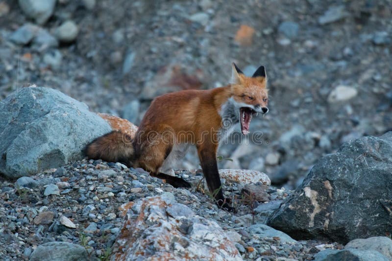 Wild Young Red Fox Vulpes Vulpes Vixen Scavenging in a Forest Stock ...