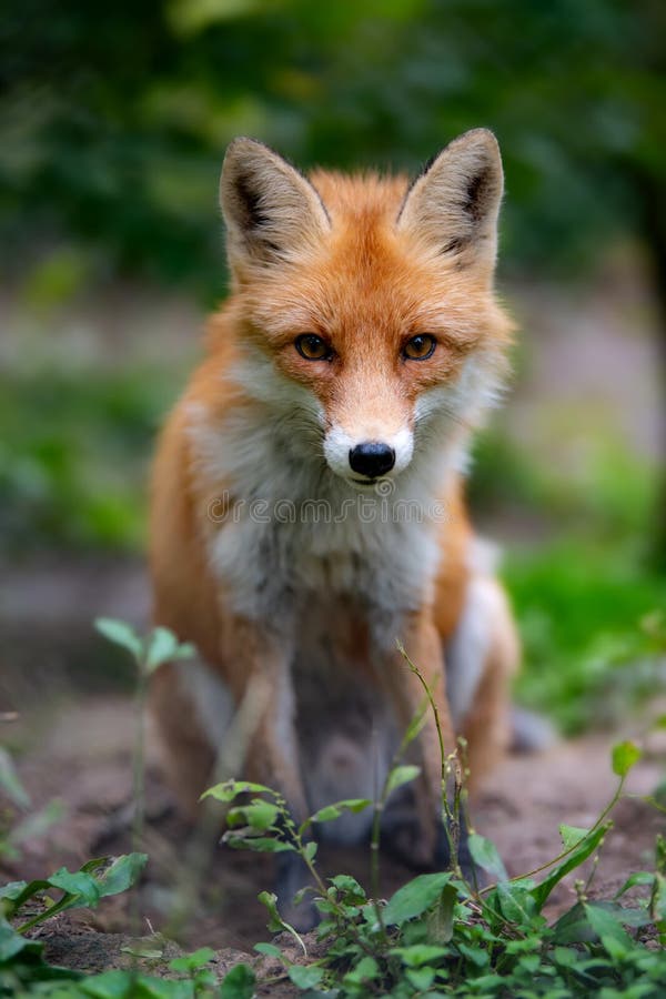 Wild Young Red Fox Vulpes Vulpes Vixen Scavenging in a Forest Stock ...