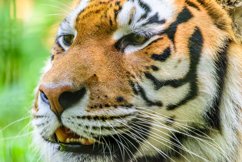 Wild Young Tiger Portrait stock photo. Image of safari - 73294158