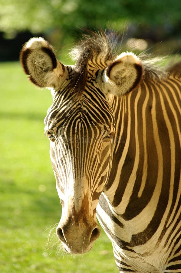 Wild Zebra stock image. Image of burchell, savanna, conservation - 28147707