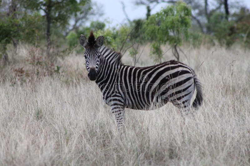 Wild Zebra stock image. Image of stripes, bark, sunrays - 89677707
