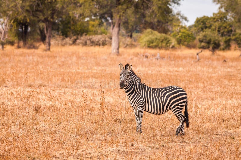 Wild zebra stock image. Image of wild, striped, adventure - 55513243