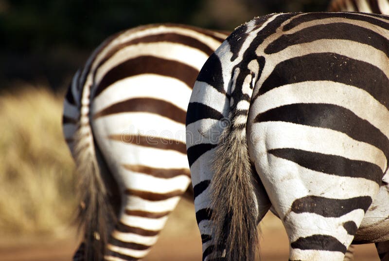 Wild zebra bottoms stock photo. Image of rear, safari - 21808270