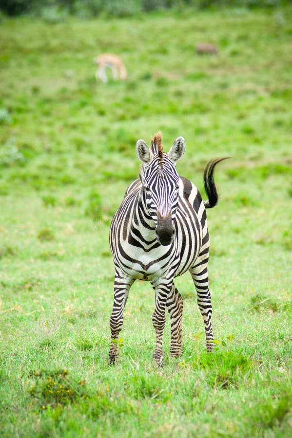 Wild zebra in the bush stock image. Image of behing - 185434297