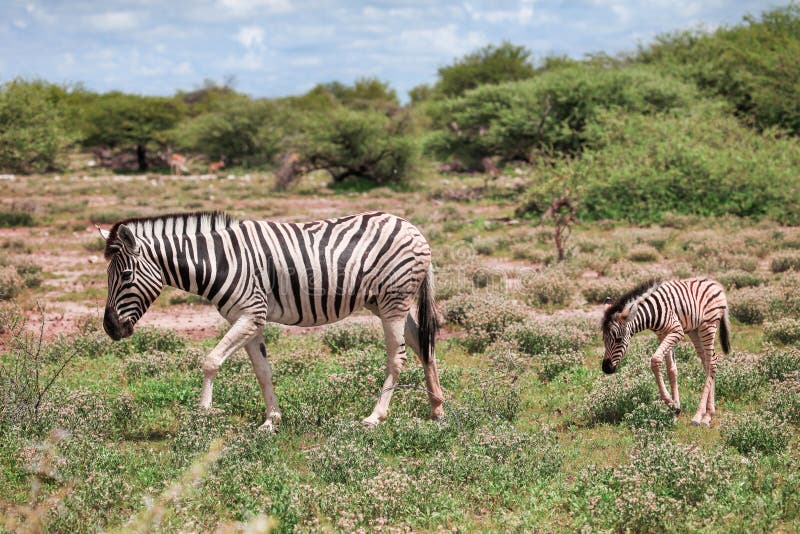 Wild zebra with the cub stock photo. Image of bush, savannah - 204205746
