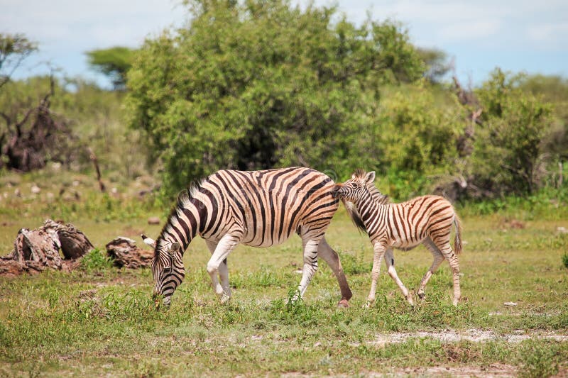 Wild zebra with the cub stock image. Image of animal - 204205757