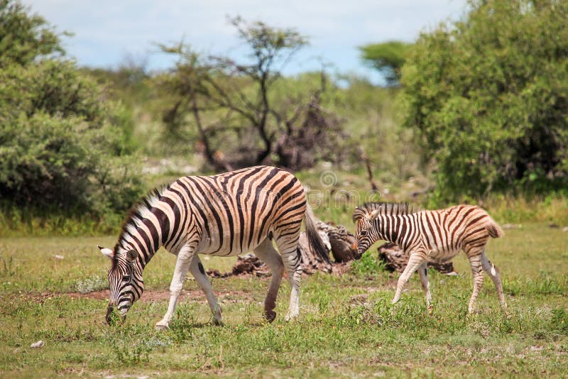 Wild zebra with the cub stock image. Image of mammal - 204205763