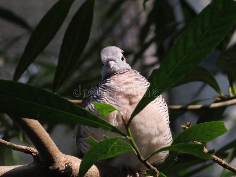 A Wild Zebra Dove Perching on the Tree Branch Stock Photo - Image of ...