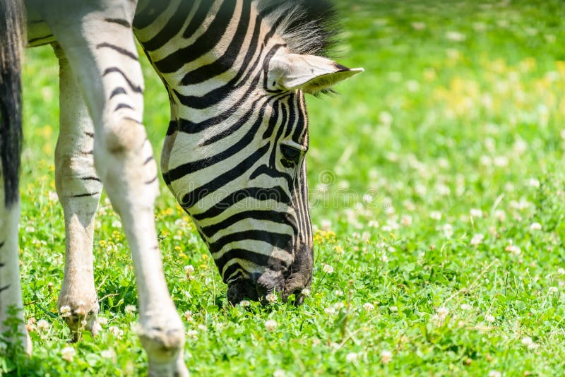 Wild Zebra Grazing on Fresh Green Grass Stock Image - Image of ...