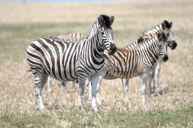 Wild Zebra stock photo. Image of plains, jump, equus - 41547774