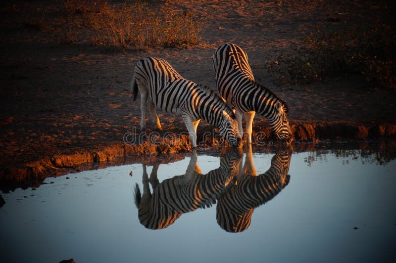 Wild zebra sunset stock photo. Image of sunset, drinking - 126035182