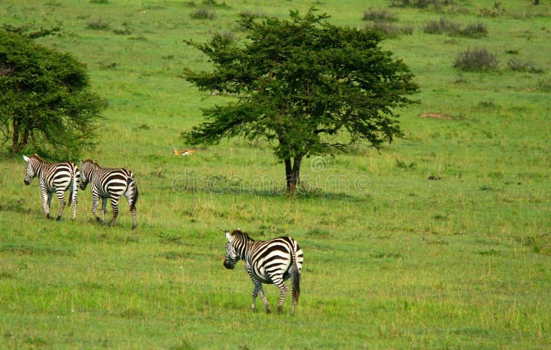 Wild zebras stock image. Image of park, masai, peace - 10175053