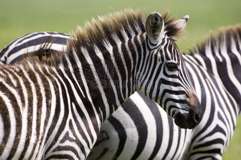 Wild zebras stock photo. Image of lines, reserve, nature - 17372316