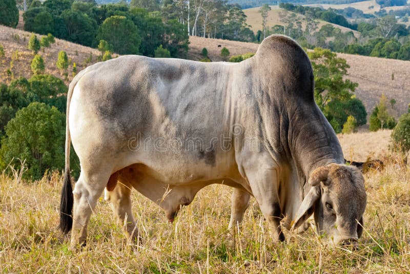 Wild Zebu in a Peaceful Rural Landscape Stock Image - Image of august ...