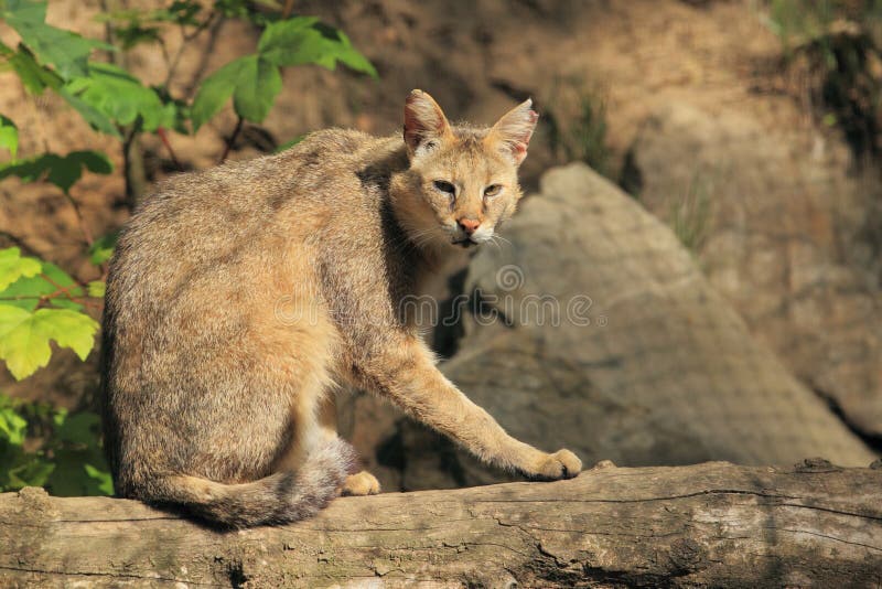 Wildcat stock photo. Image of nature, wood, wild, felis - 24872786