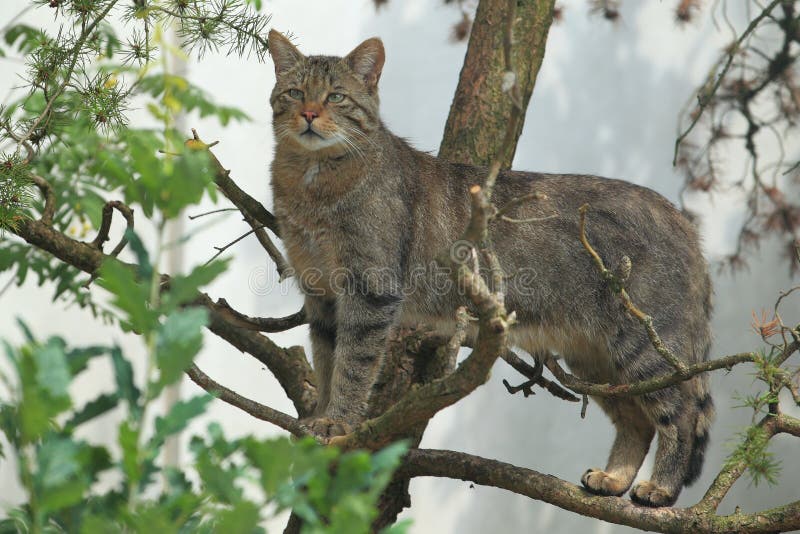 Wildcat stock photo. Image of mammal, wilc, nature, branch - 25649380