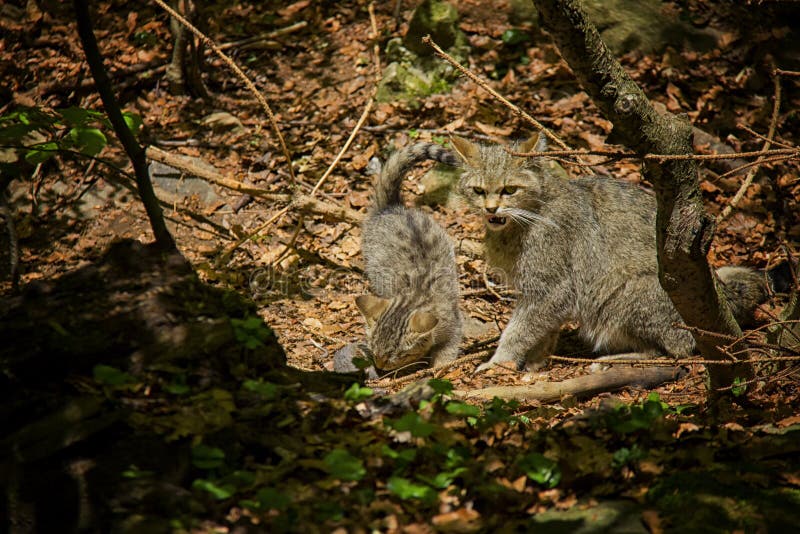 Wildcat with cub. stock photo. Image of young, beast - 107222038