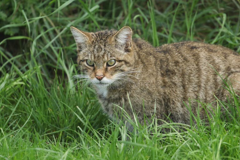 A Wildcat, Felis Silvestiris, Standing in the Grass. Stock Image ...
