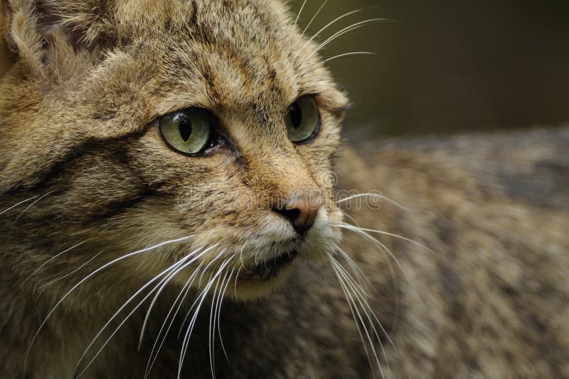 Flat-headed cat stock photo. Image of hunter, animal - 31997224