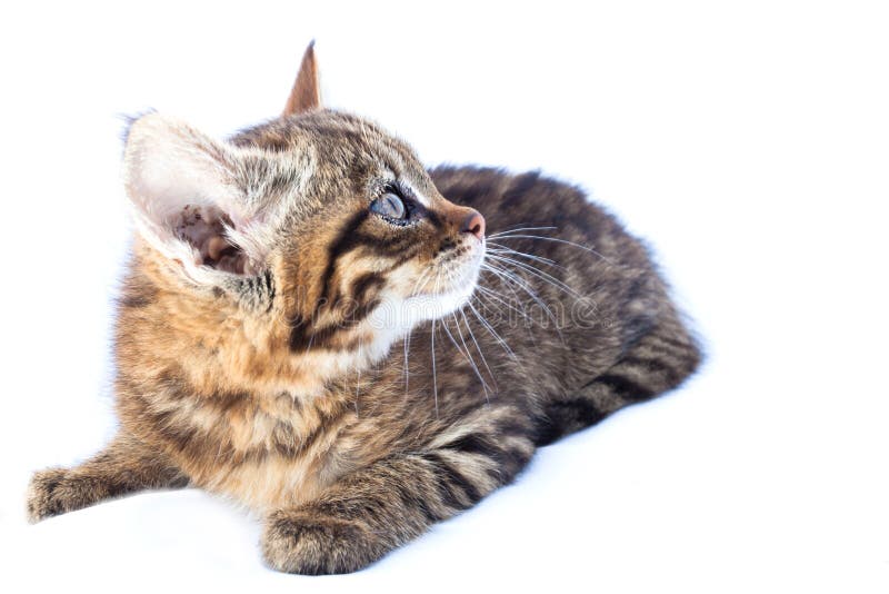 Wildcat Kitten stock photo. Image of white, adorable - 37515058