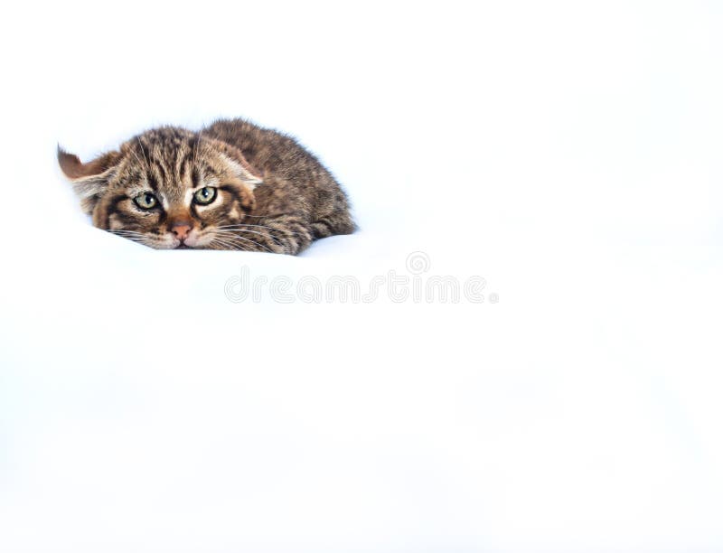 4,745 Baby Wildcat Stock Photos - Free & Royalty-Free Stock Photos from ...