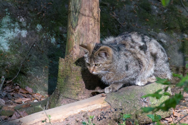 Wildcat on Prey Catch in the Forest, Germany Stock Image - Image of ...