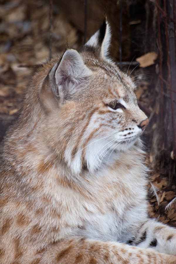 Wildcat Sitting Pretty stock photo. Image of animal, desert - 3577880