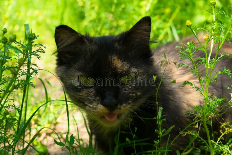 Wildcat Sits Hunting in the Green Grass. Stock Photo - Image of mammal ...