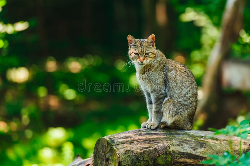 Wildcat Sitting on a Tree Trunk Stock Image - Image of european, pretty ...