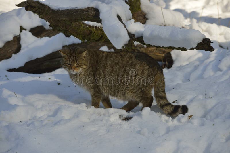 Wildcat in Snow stock image. Image of germany, colour - 88780259