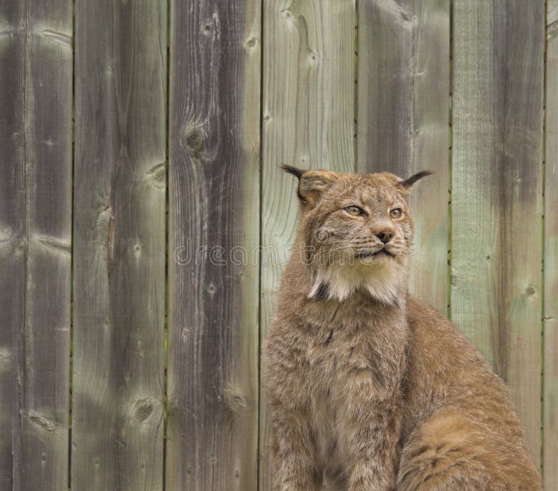 Wildcat Standing in Front of Wood Stock Photo - Image of fence, front ...