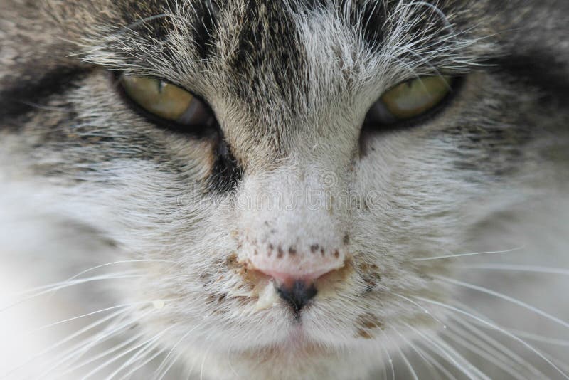 Wildcat stock image. Image of stray, face, wildcat, animal - 69918855