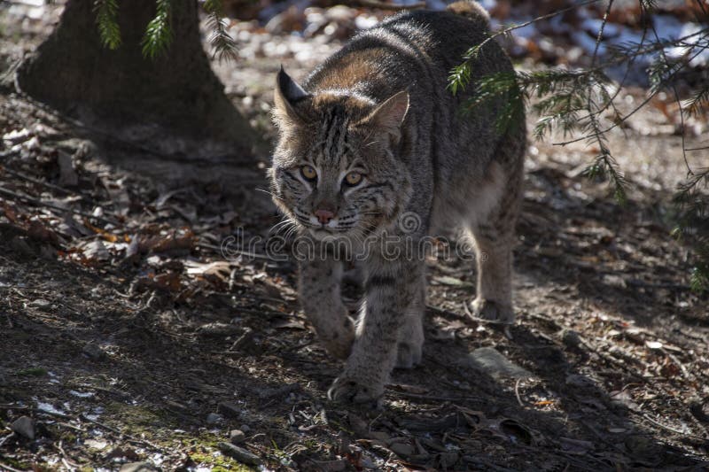 Wildcat Walking Towards the Camera Stock Image - Image of animal ...